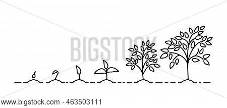 Growth Stages Tree Vector & Photo (Free Trial) | Bigstock