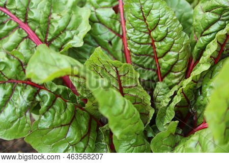 Background Mangold Image & Photo (Free Trial) | Bigstock