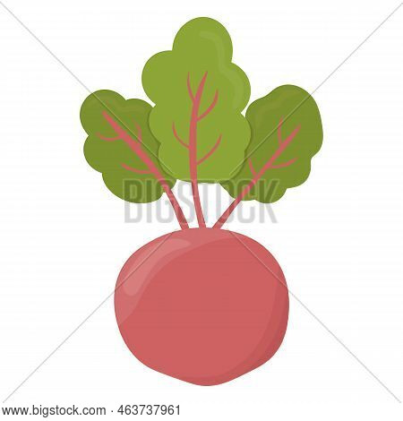 Cartoon Beet Isolated Vector & Photo (Free Trial) | Bigstock
