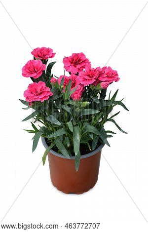 Mini Carnation Flower Image & Photo (Free Trial) | Bigstock