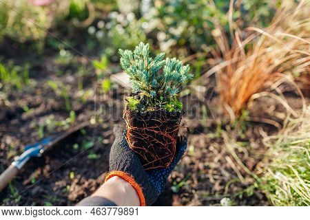 Evergreen Root System