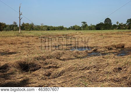 Rice Plants Damaged By Image & Photo (Free Trial) | Bigstock