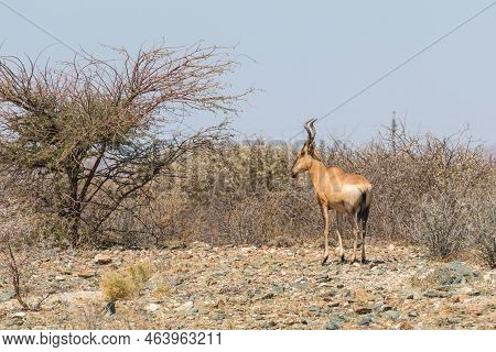 Rooibok Images, Illustrations & Vectors (Free) - Bigstock