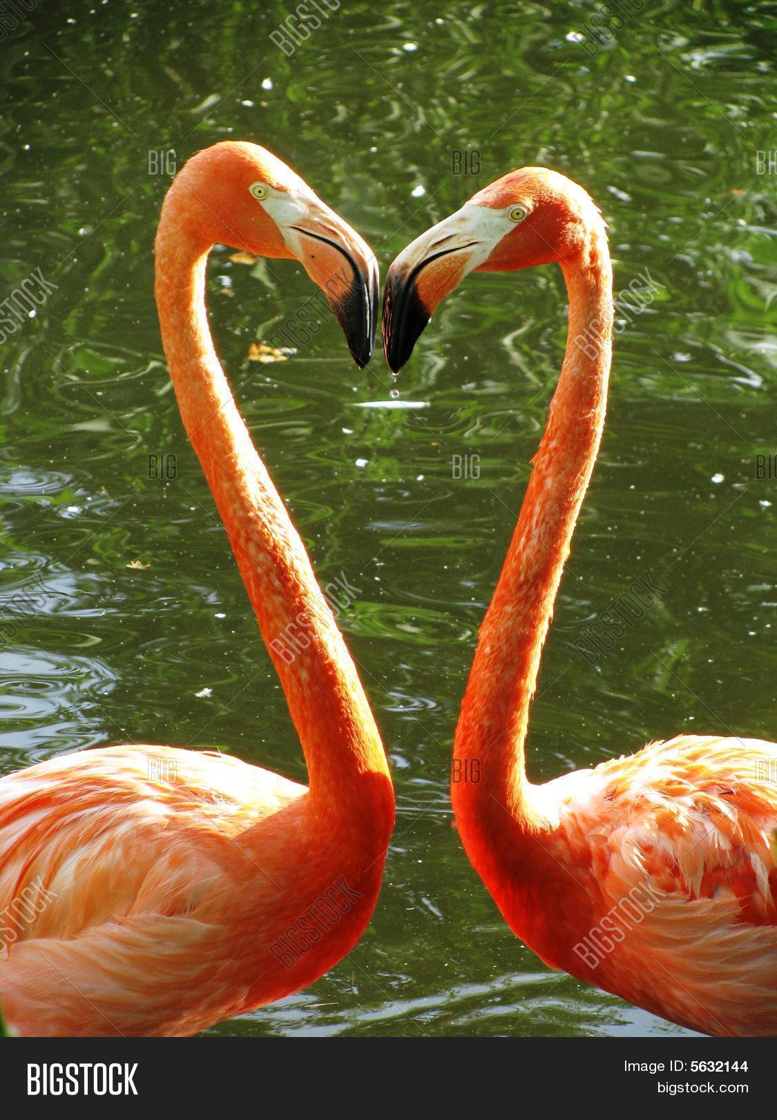 Flamingo Heart Image & Photo (Free Trial) | Bigstock