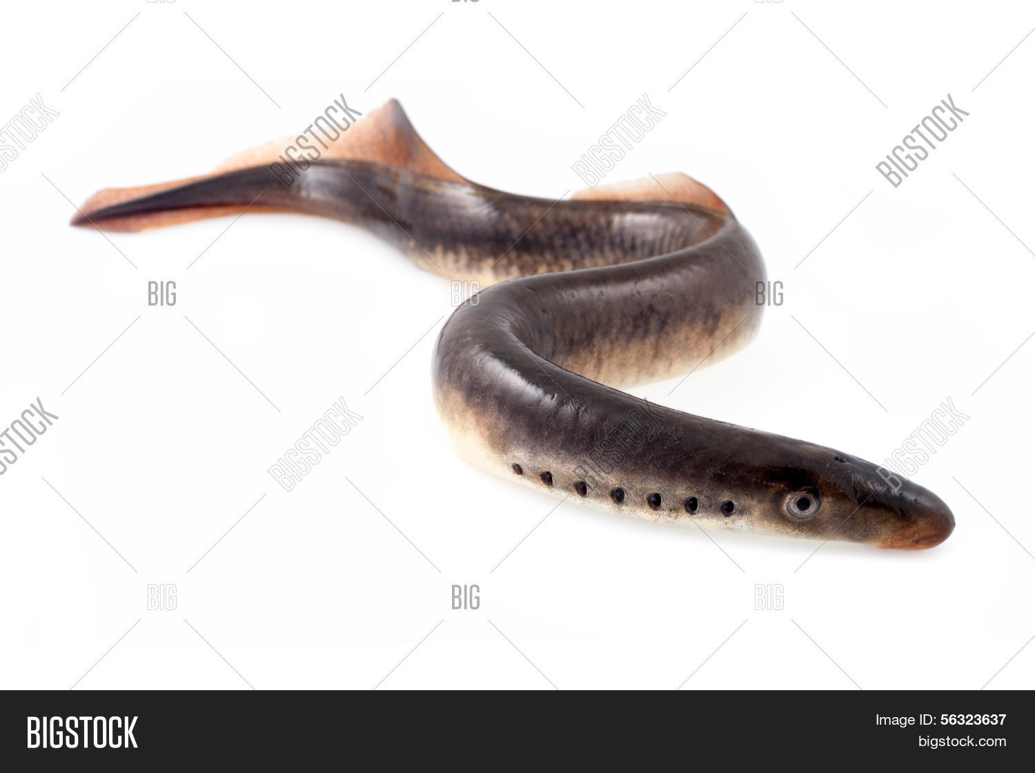 Lamprey Fish Image & Photo (Free Trial) | Bigstock