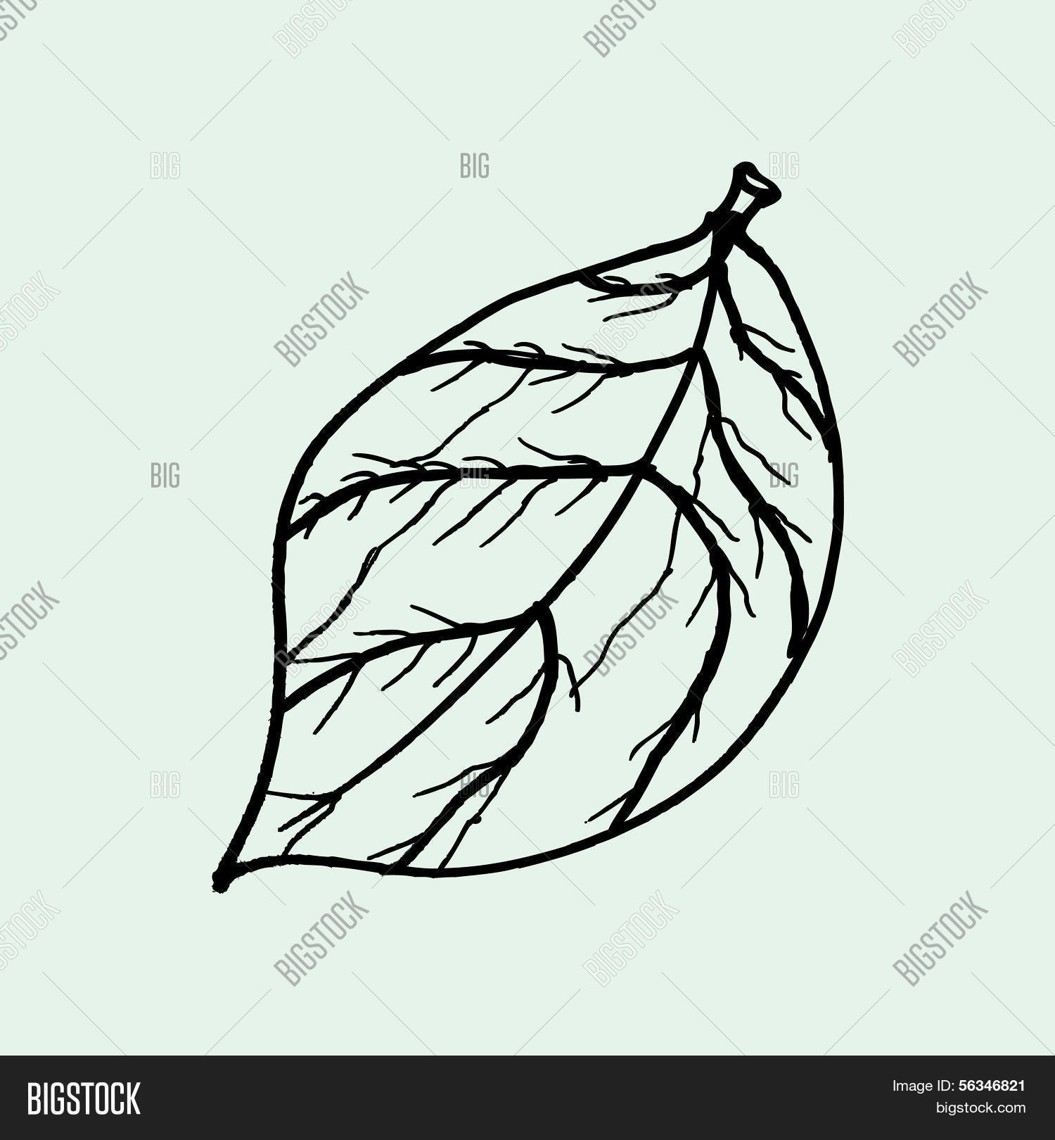 Drawing Leaves Vector Vector & Photo (Free Trial) | Bigstock