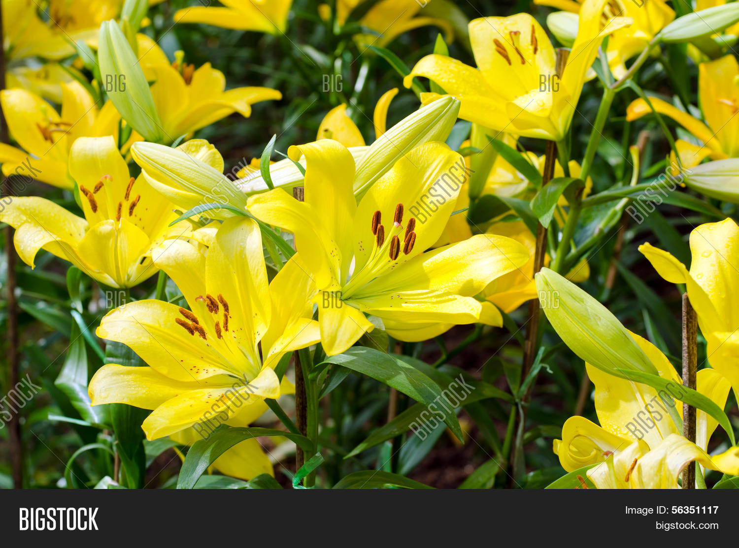 Blooming Yellow Lily Image & Photo (Free Trial) | Bigstock