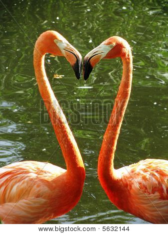 Flamingo Heart Image & Photo (Free Trial) | Bigstock