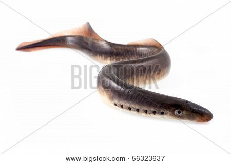 Lamprey Fish Image & Photo (Free Trial) | Bigstock