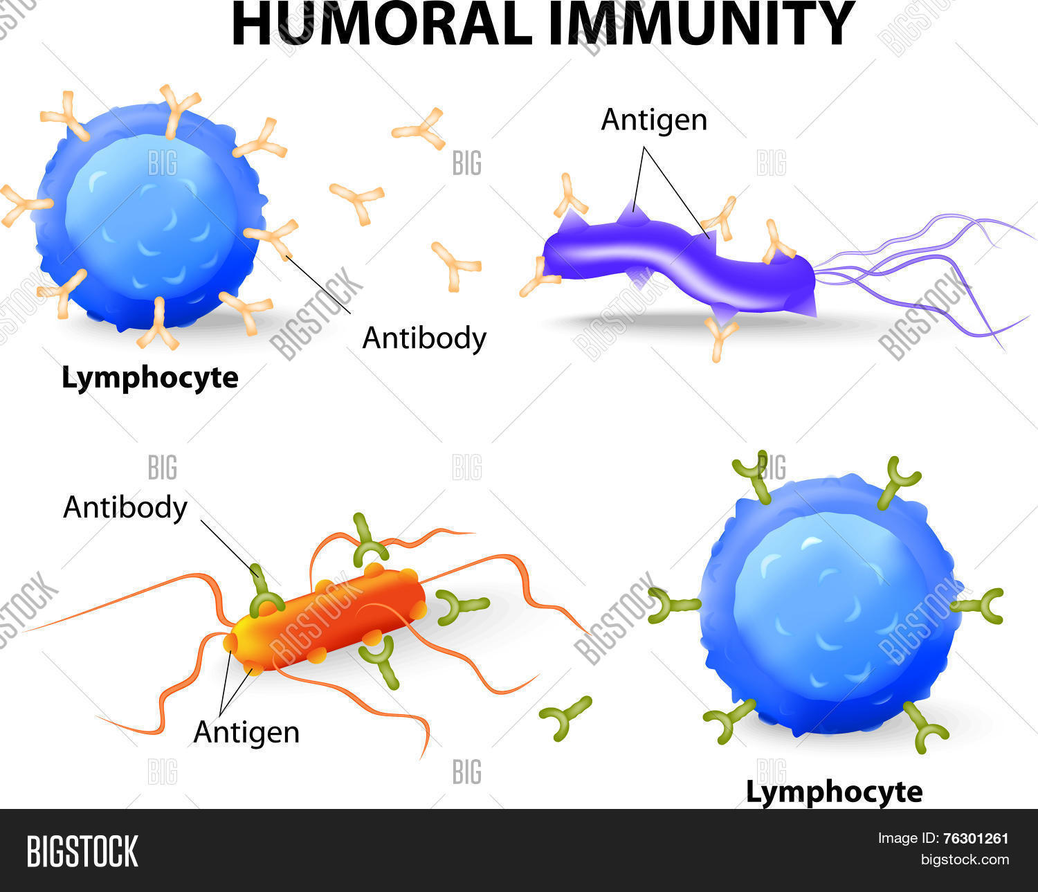 Humoral Immunity Vector & Photo (Free Trial) | Bigstock
