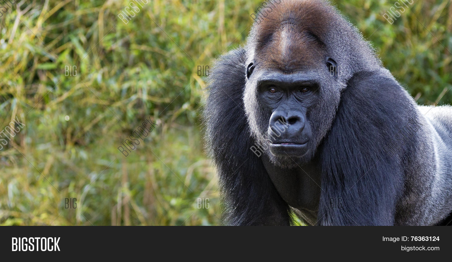 Silver Back Gorilla Image & Photo (Free Trial) | Bigstock