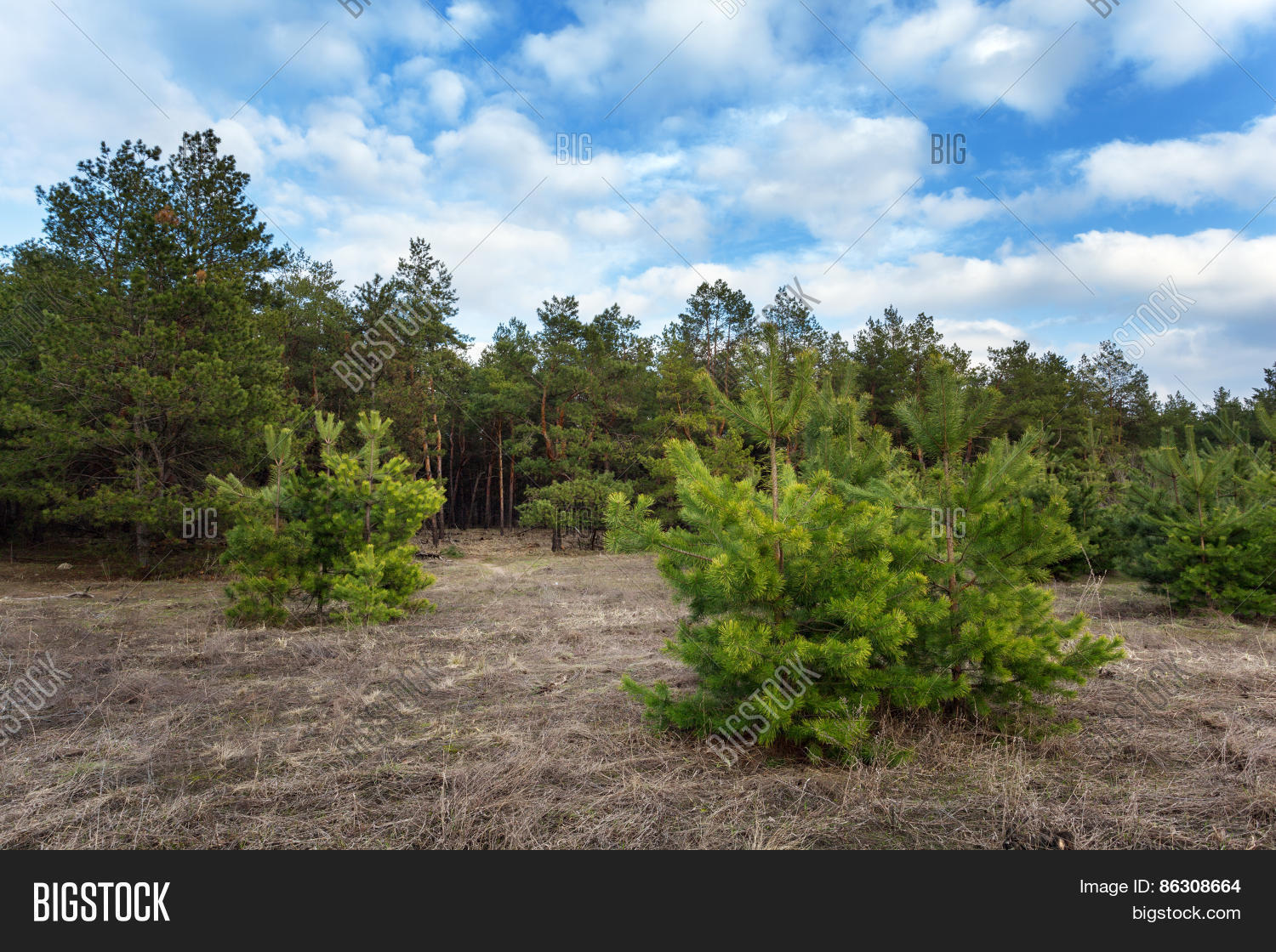 Beautiful Green Pine Image & Photo (Free Trial) | Bigstock