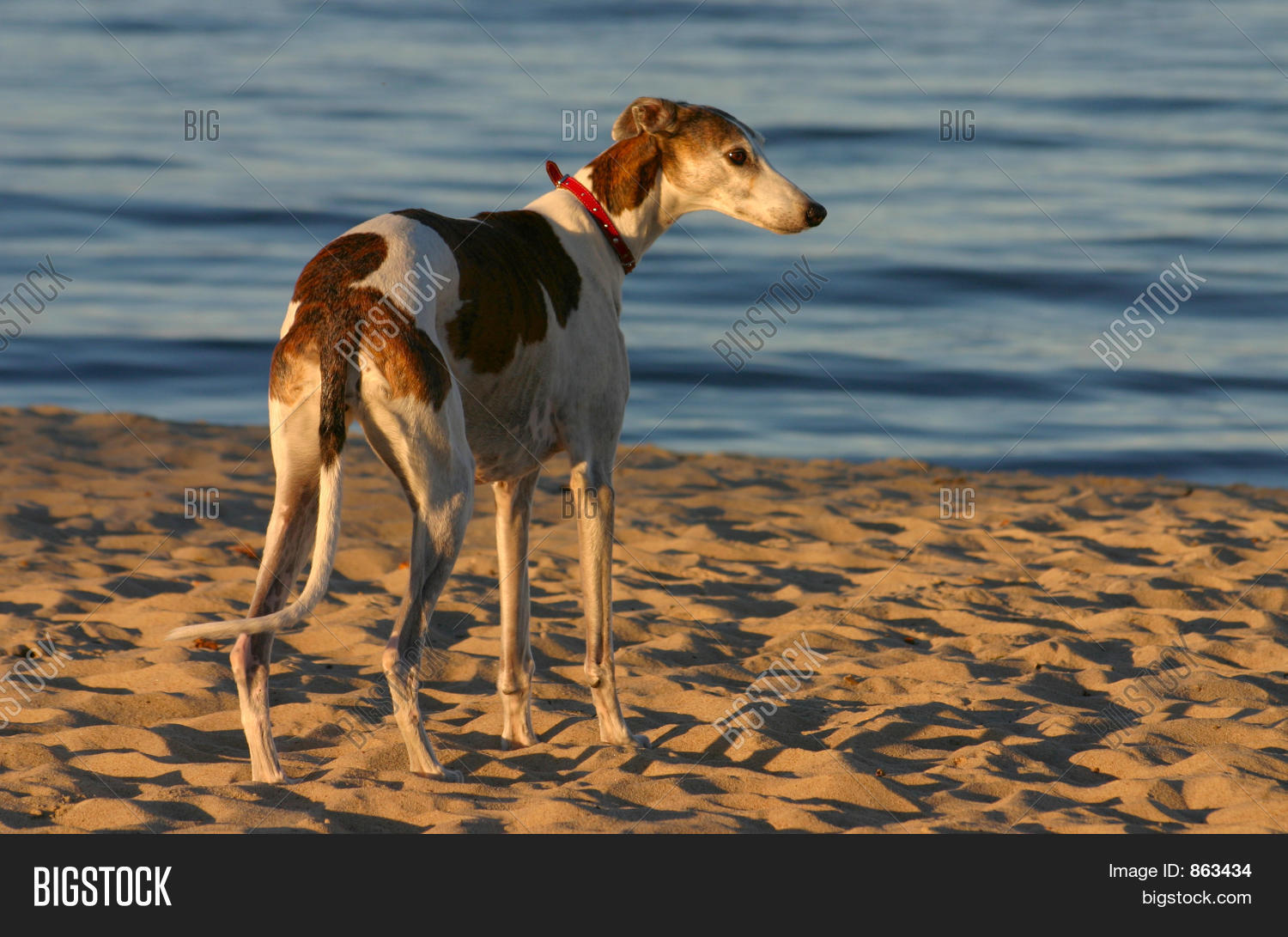Beach Hunter Image & Photo (Free Trial) | Bigstock