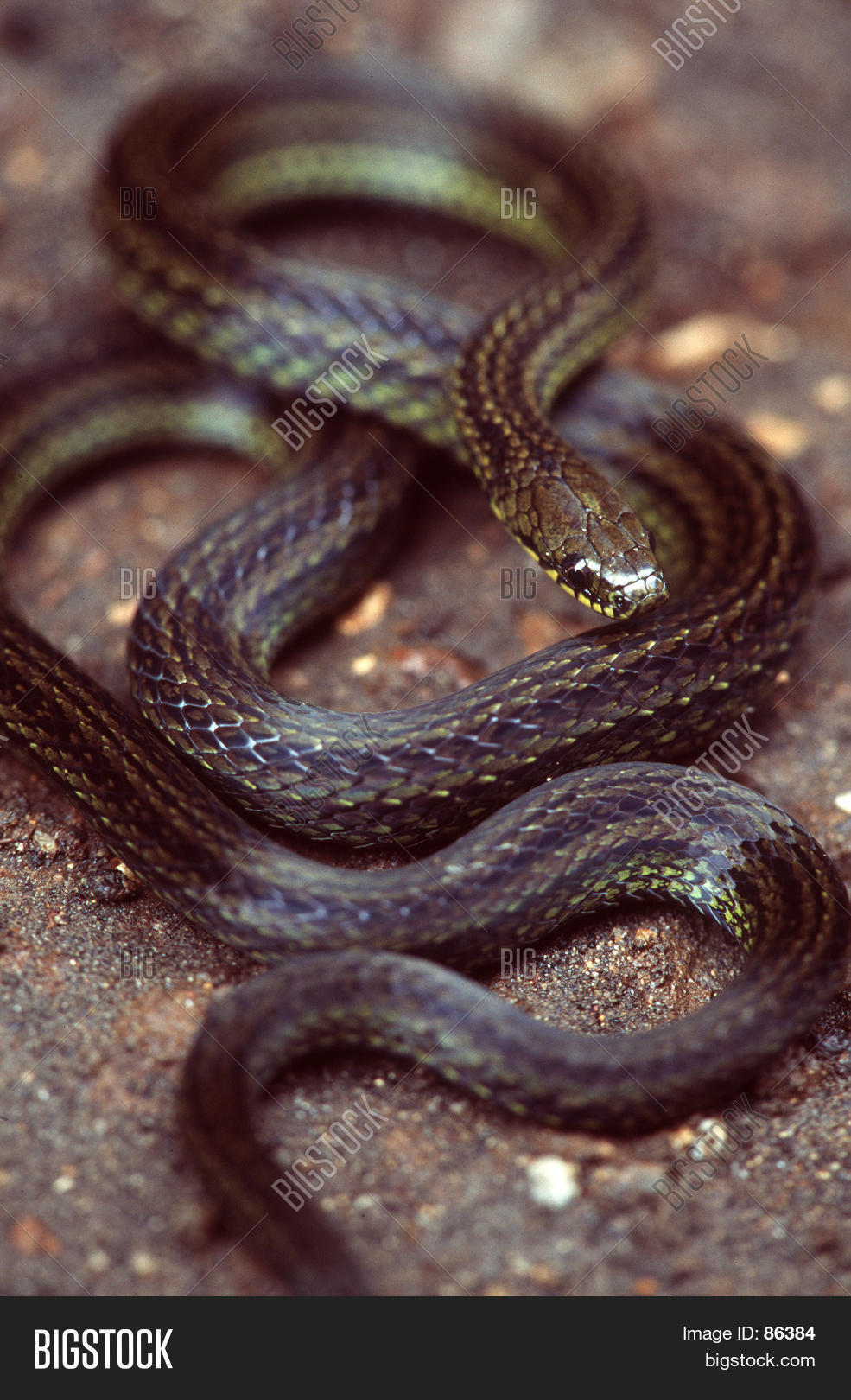 Striped Snake Image & Photo (Free Trial) | Bigstock