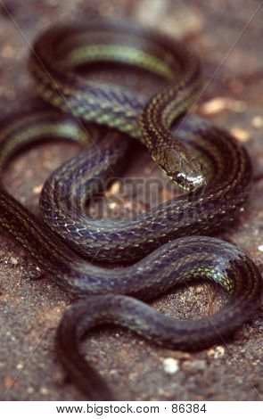 Striped Snake Image & Photo (Free Trial) | Bigstock