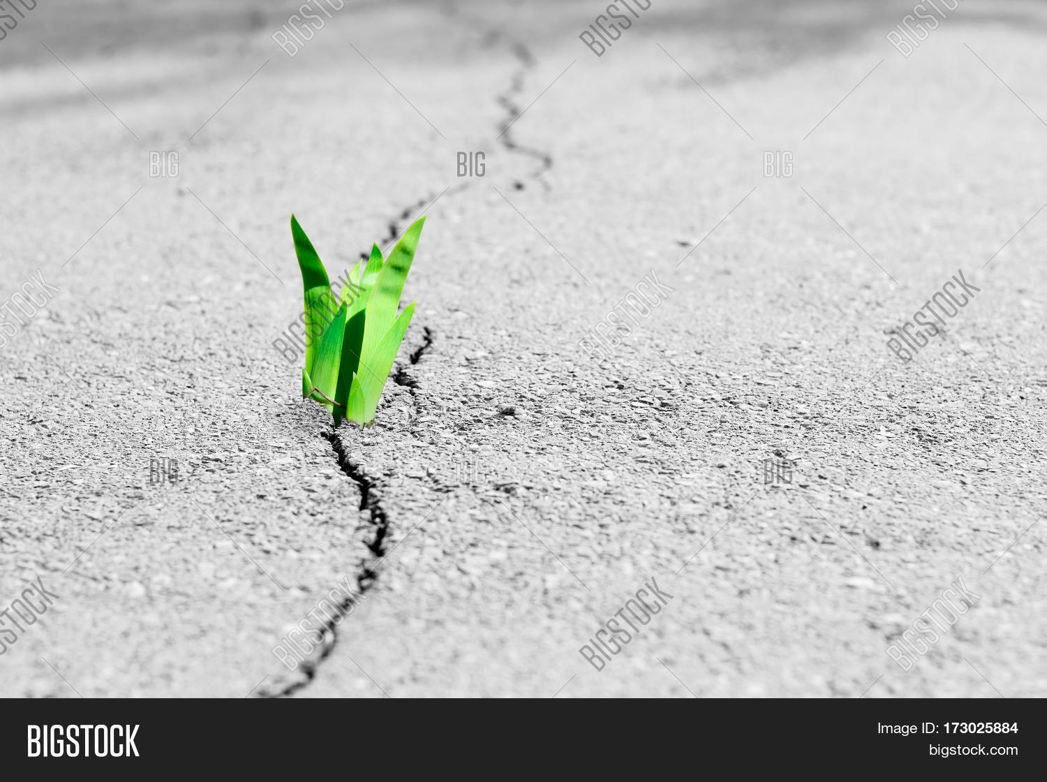Small Tree Breaks Image & Photo (Free Trial) | Bigstock