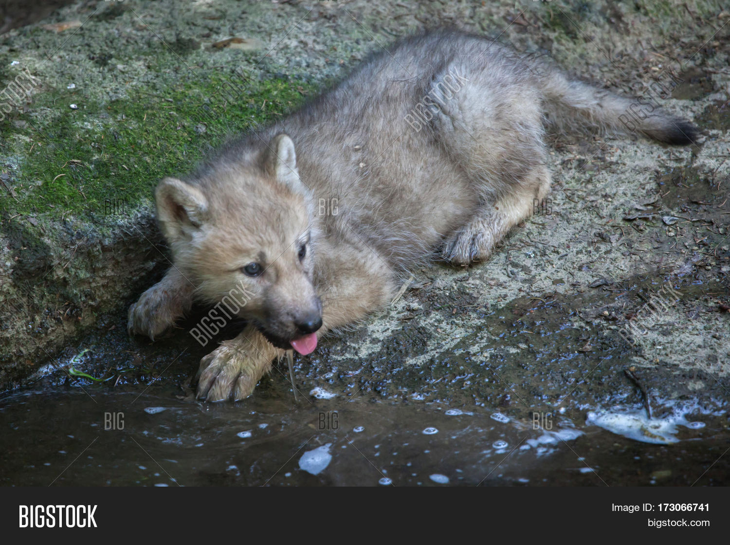 Newborn Arctic Wolf ( Image & Photo (Free Trial) | Bigstock
