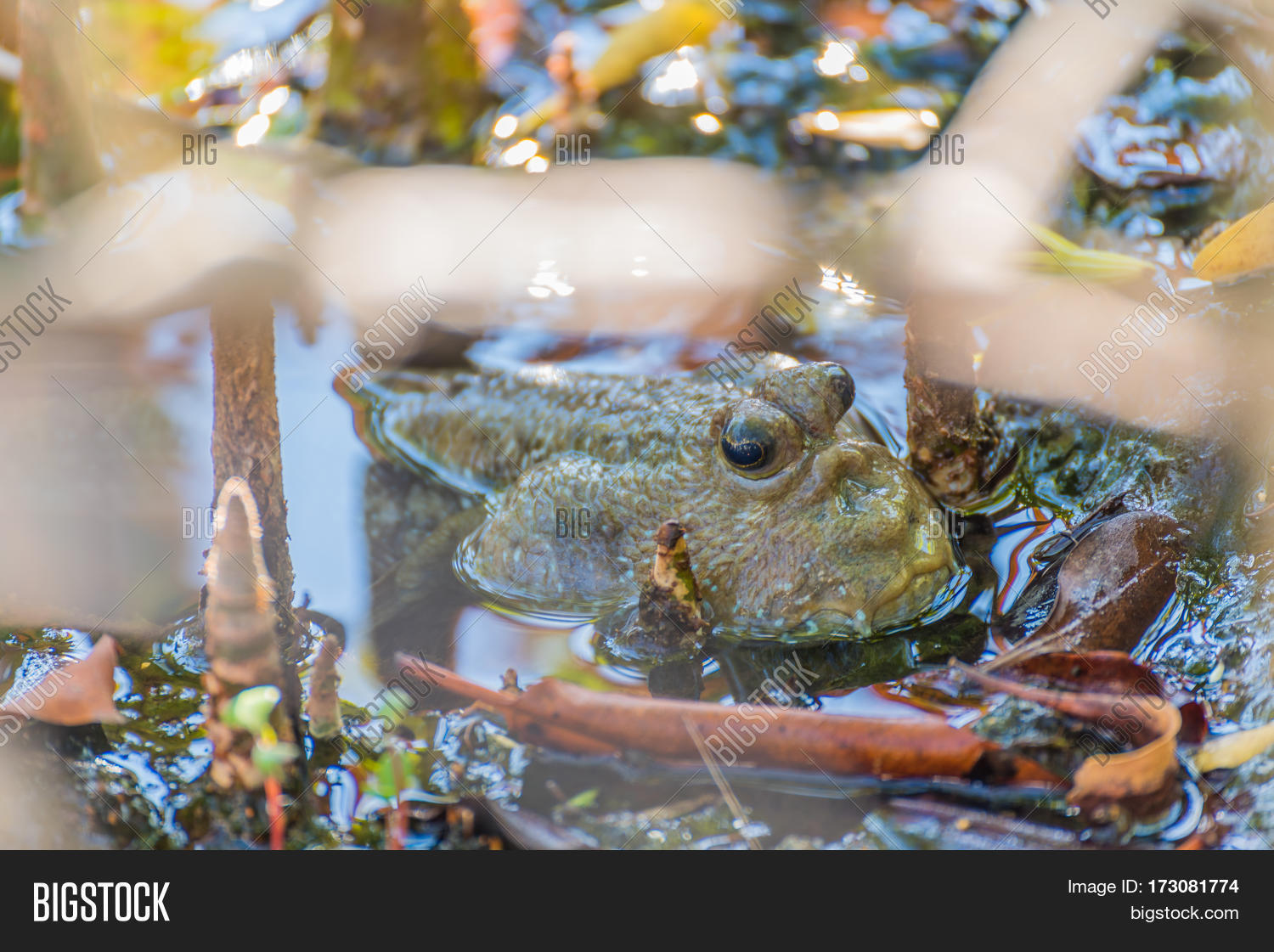 Amphibious Fish Image & Photo (Free Trial) | Bigstock