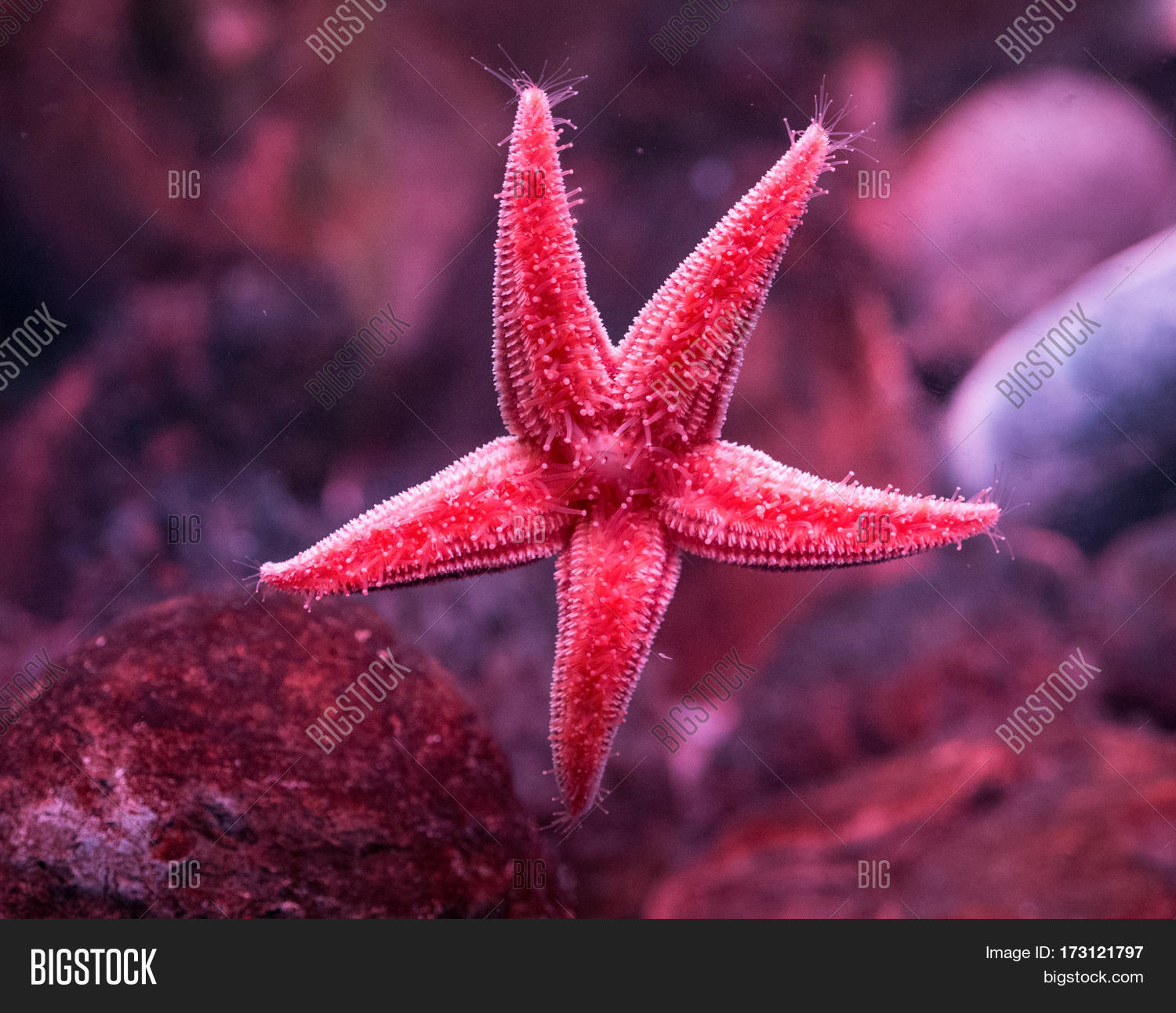 Five Arm Starfish Sea Image & Photo (Free Trial) | Bigstock