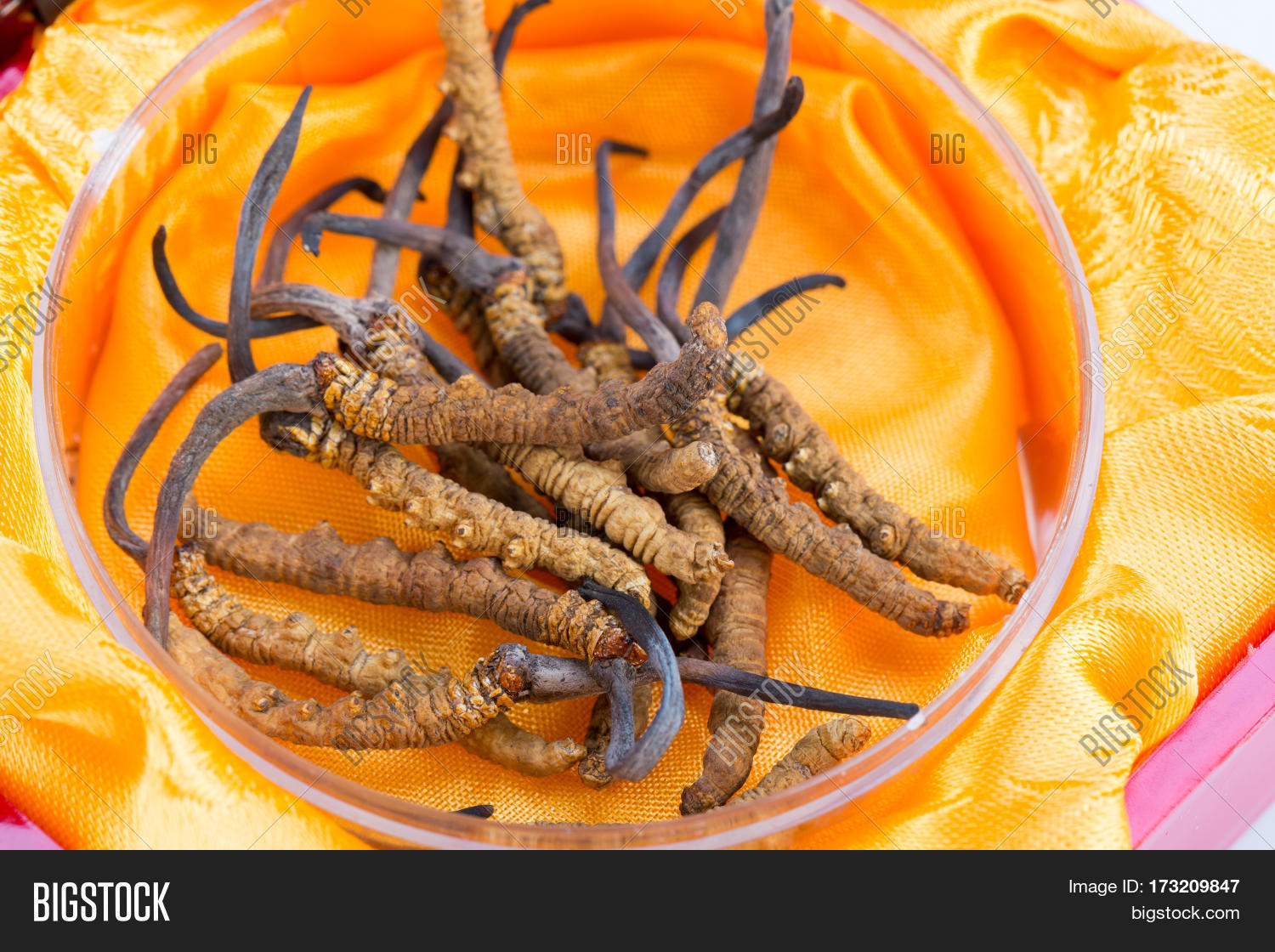 Yarsagumba Ingredient Image & Photo (Free Trial) | Bigstock