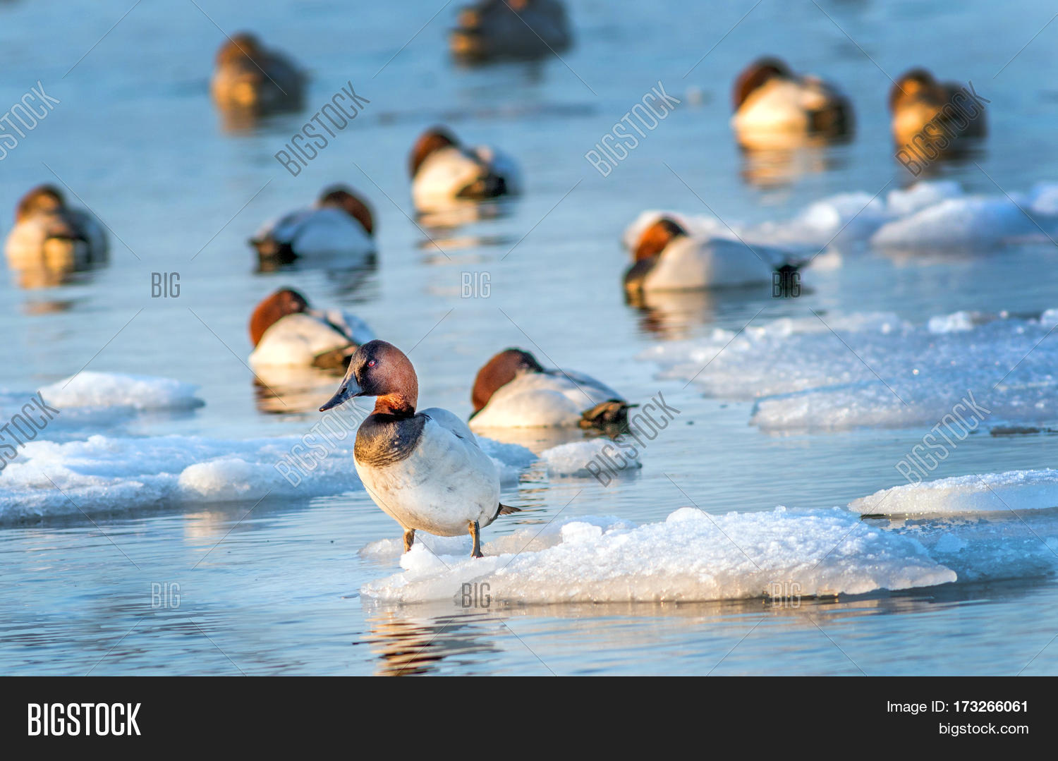 Canvasback Duck Image & Photo (Free Trial) | Bigstock