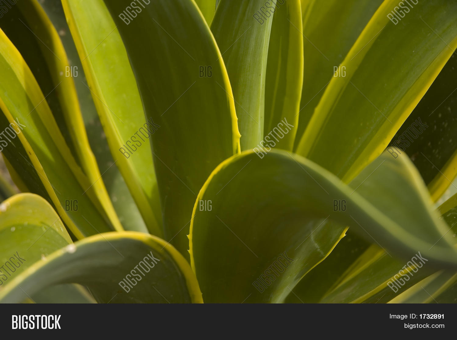 Smooth Agave (Agave Image & Photo (Free Trial) | Bigstock