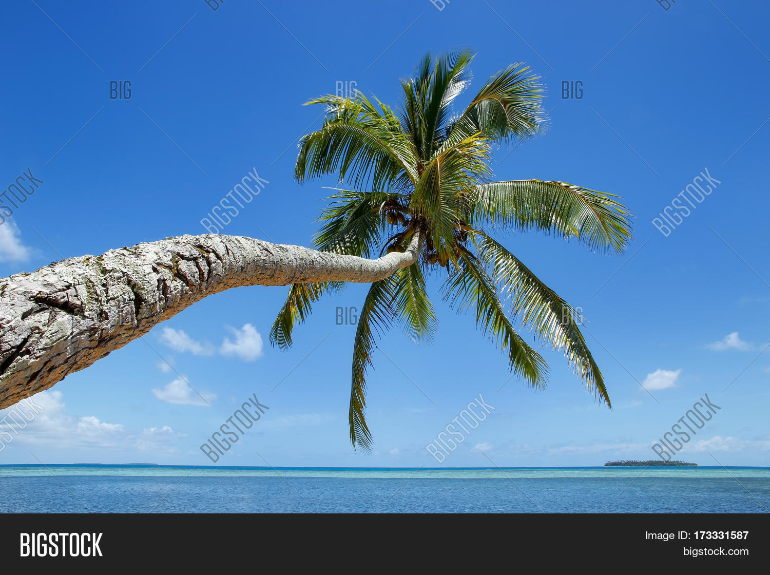 Leaning Palm Tree Image & Photo (Free Trial) | Bigstock