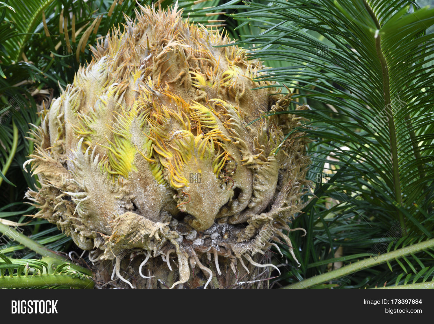 Head Sago Pam Tree ( Image & Photo (Free Trial) | Bigstock
