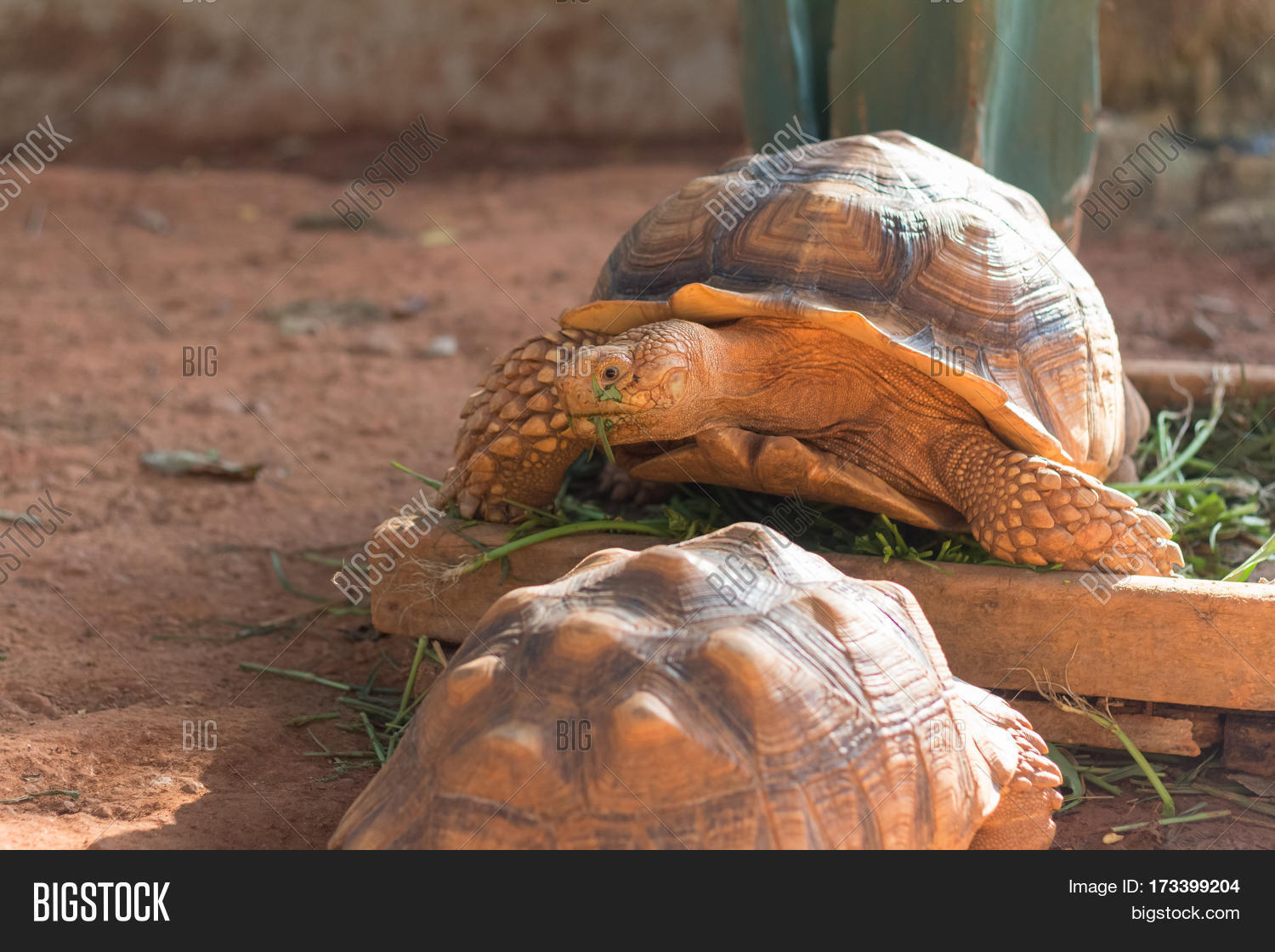 Sulcata Tortoise Image & Photo (Free Trial) | Bigstock