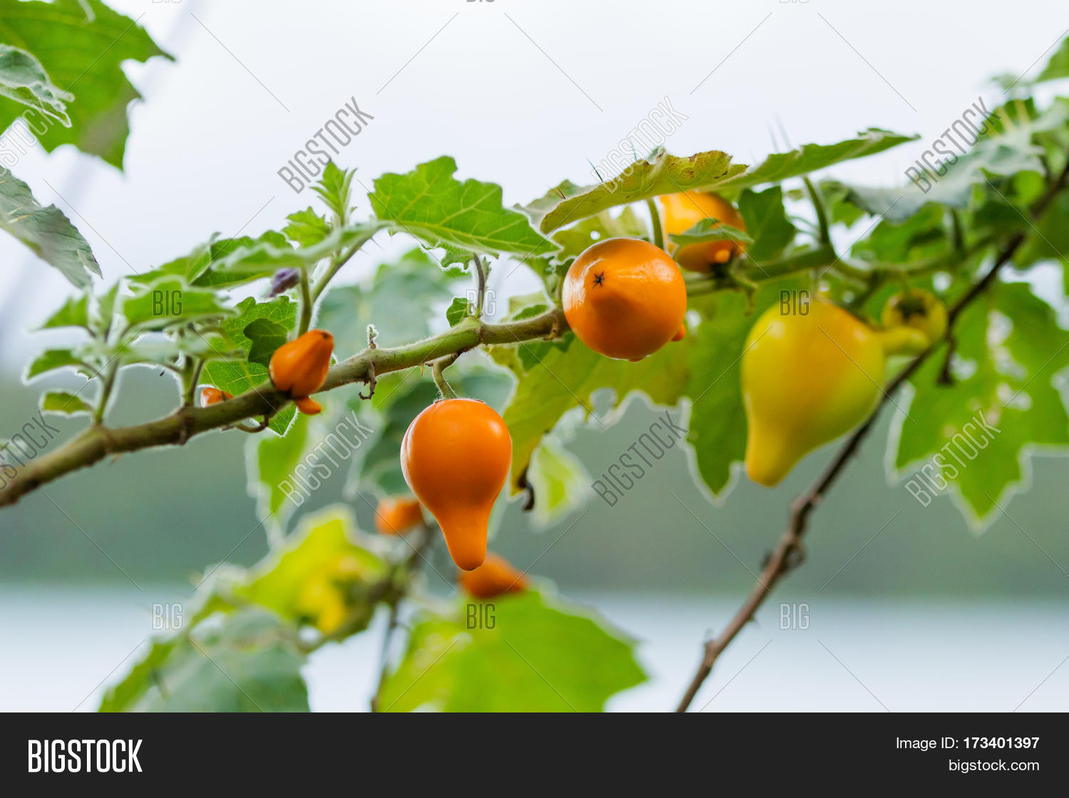 Solanum Mammosum Image & Photo (Free Trial) | Bigstock