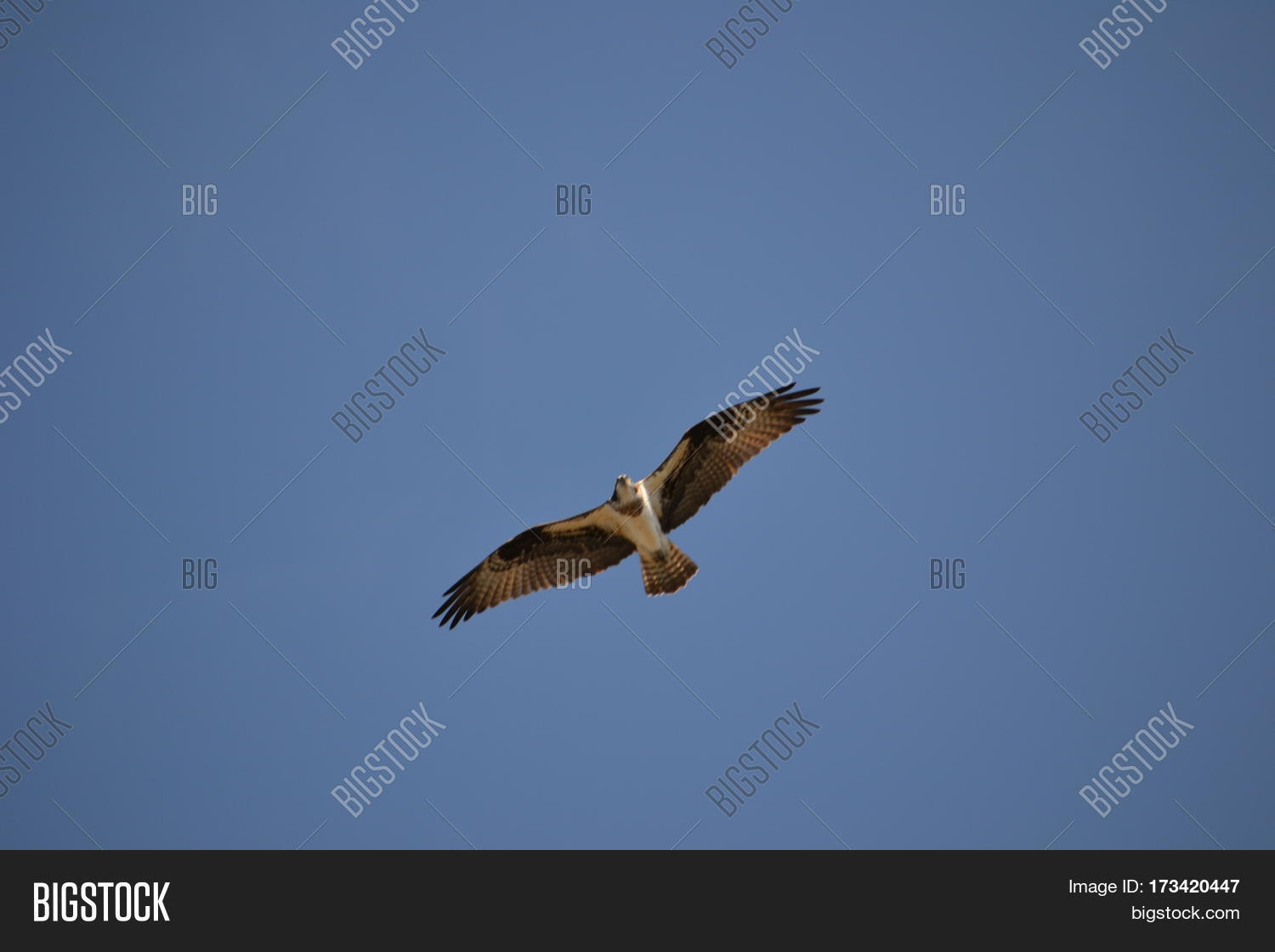 Osprey Flying Over Image & Photo (Free Trial) | Bigstock