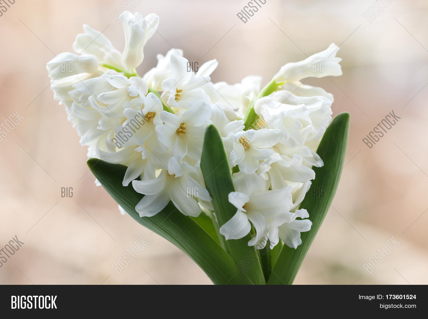 White Hyacinth Flower Image & Photo (Free Trial) | Bigstock
