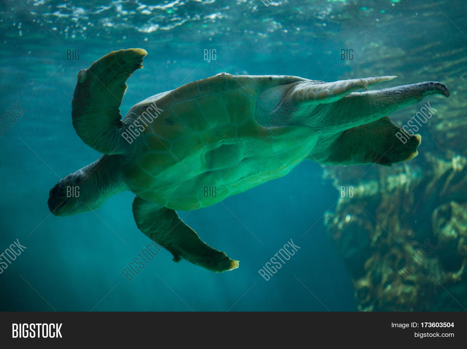 Loggerhead Sea Turtle Image & Photo (Free Trial) | Bigstock
