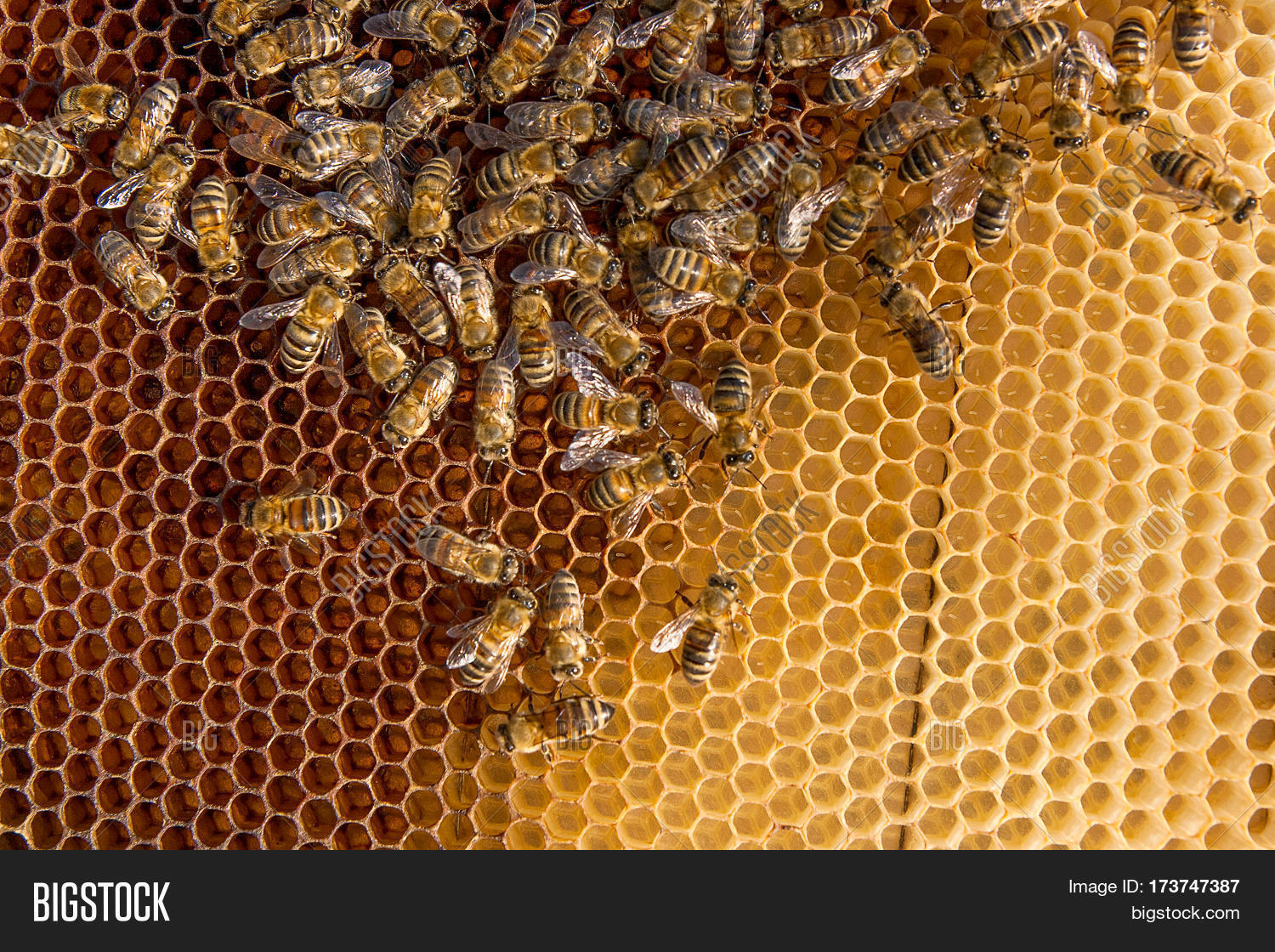 Bees Inside Beehive Image & Photo (Free Trial) | Bigstock