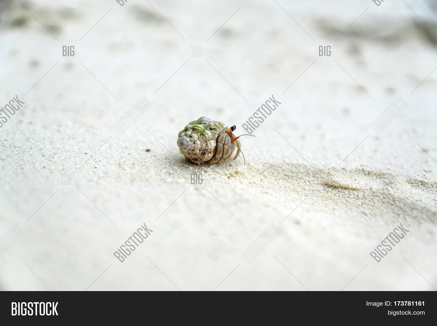 Tiny Hermit Crab Image & Photo (Free Trial) | Bigstock
