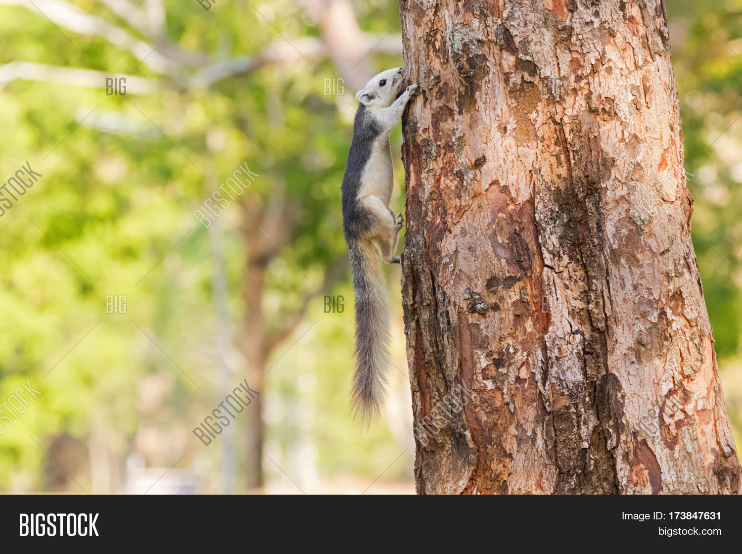 Cute Gray Squirrel Image & Photo (Free Trial) | Bigstock