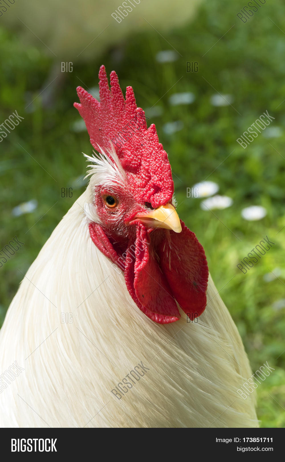 White Rooster Chicken Image & Photo (Free Trial) | Bigstock