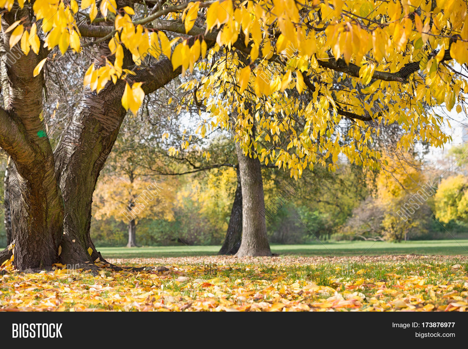 Autumn Leaves Hanging Image & Photo (Free Trial) | Bigstock