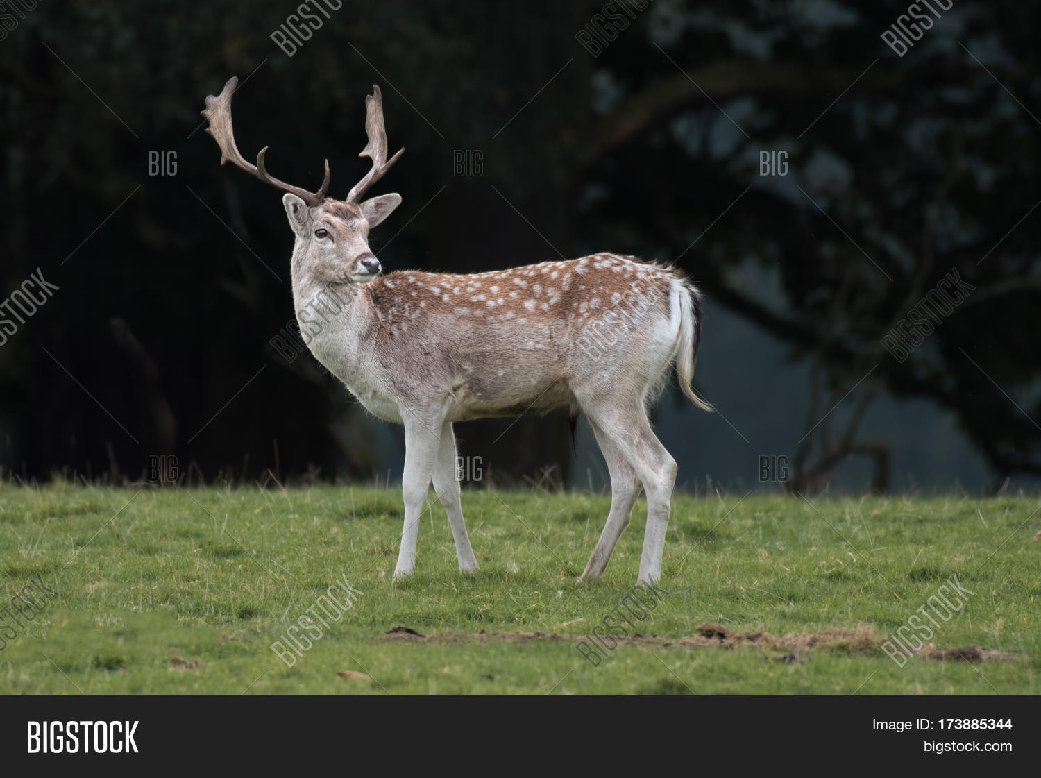 Young Fallow Deer Stag Image & Photo (Free Trial) | Bigstock