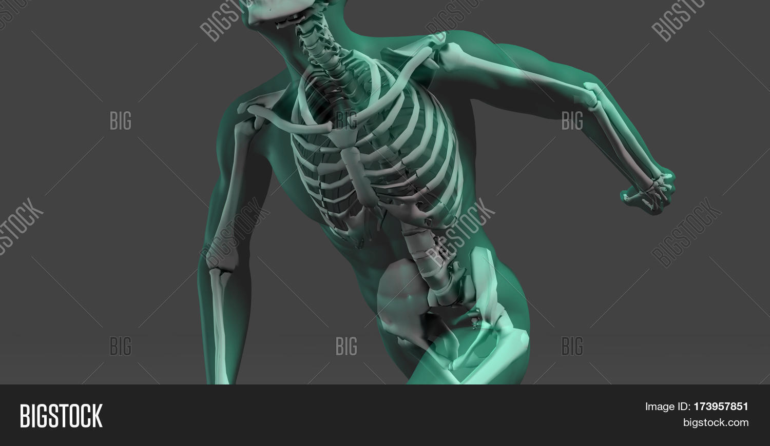 Human Anatomy Visible Image & Photo (Free Trial) | Bigstock