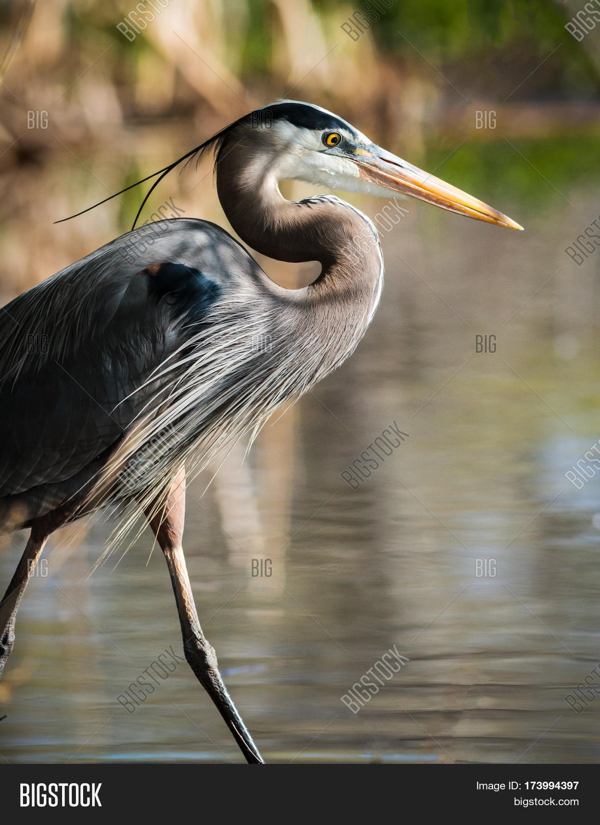 Great Blue Herons Image & Photo (Free Trial) | Bigstock