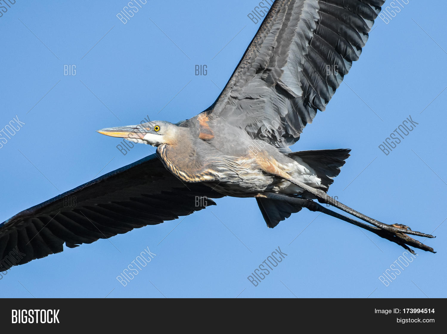Great Blue Herons Image & Photo (Free Trial) | Bigstock
