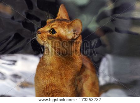 Abyssinian Cat Cat Image & Photo (Free Trial) | Bigstock