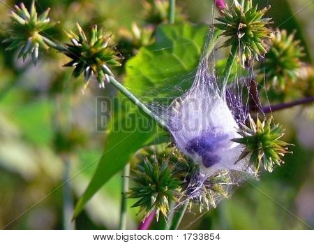 Spider Cocoon Image & Photo (Free Trial) | Bigstock