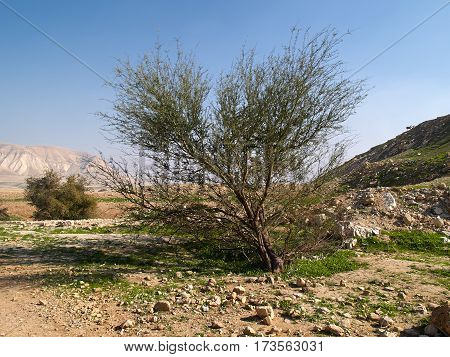 Typical Tree Peruvian Image & Photo (Free Trial) | Bigstock