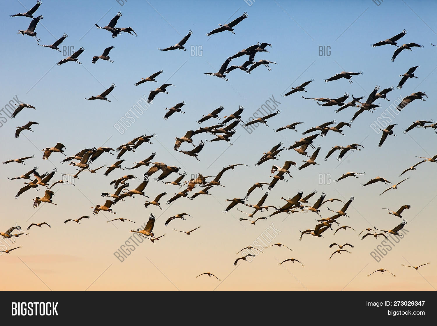 Flock Cranes Flight On Image & Photo (Free Trial) | Bigstock