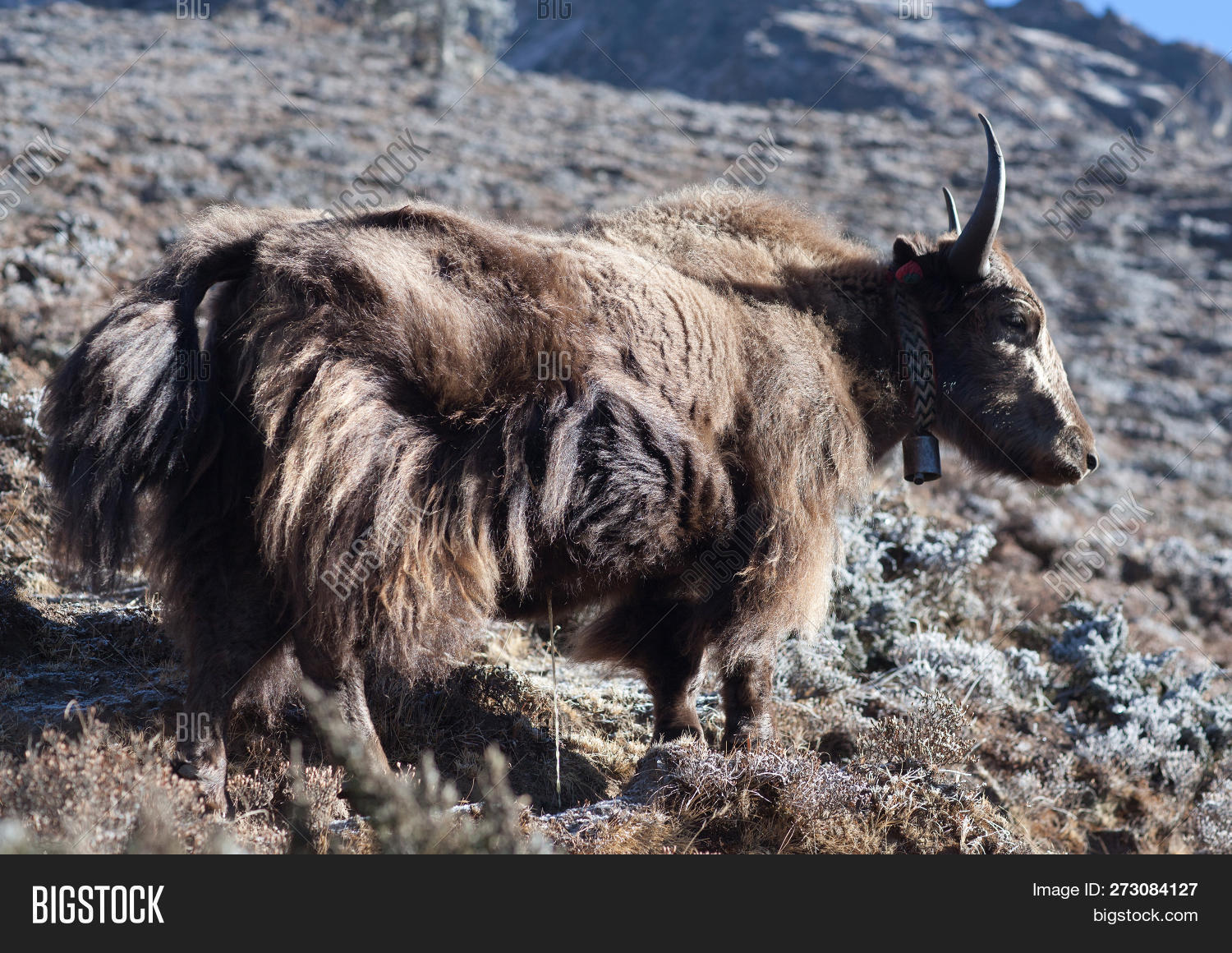 Dzo Yak Nepal Himalaya Image & Photo (Free Trial) | Bigstock