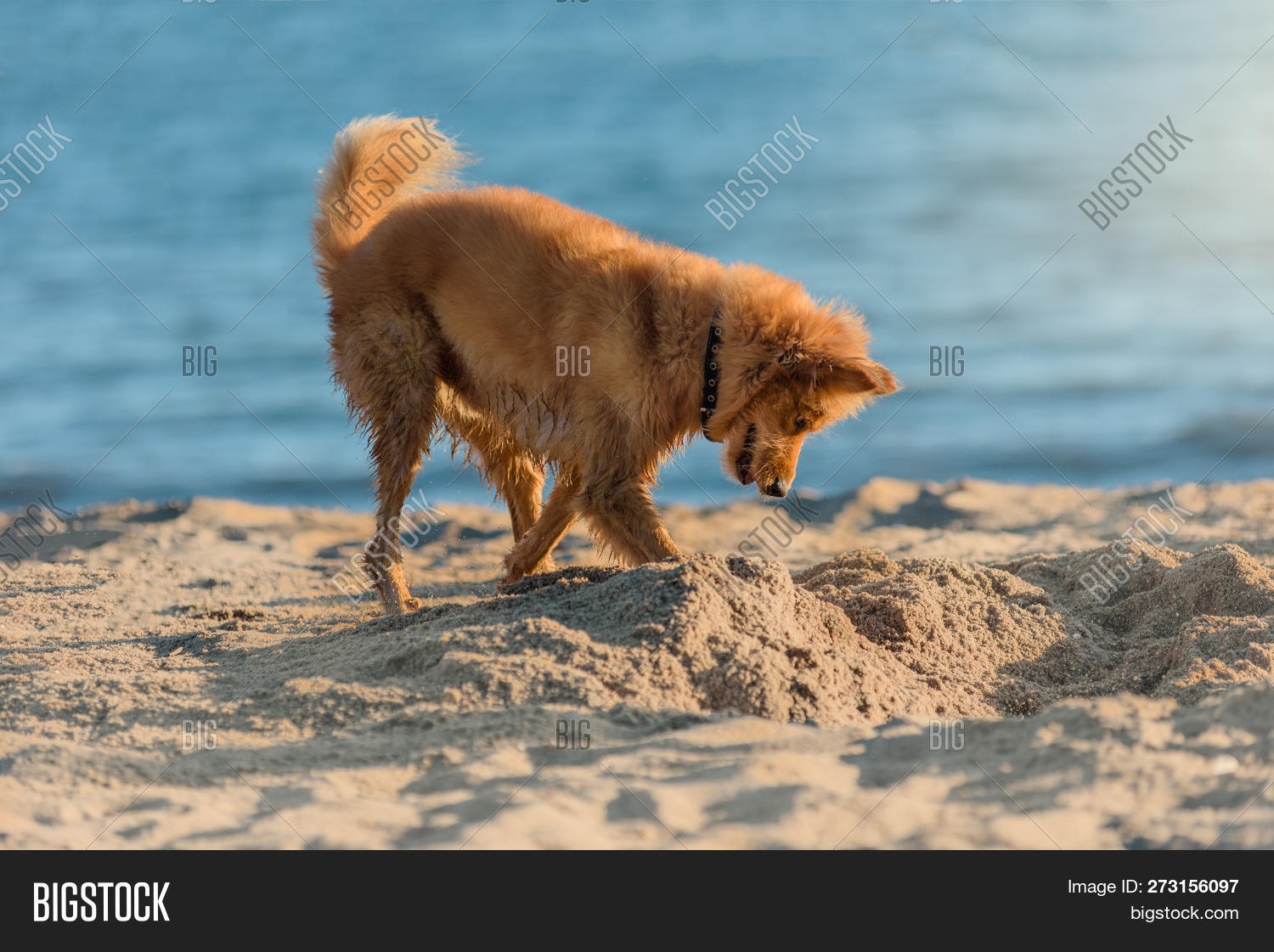 Funny Dog Digging Sand Image & Photo (Free Trial) | Bigstock