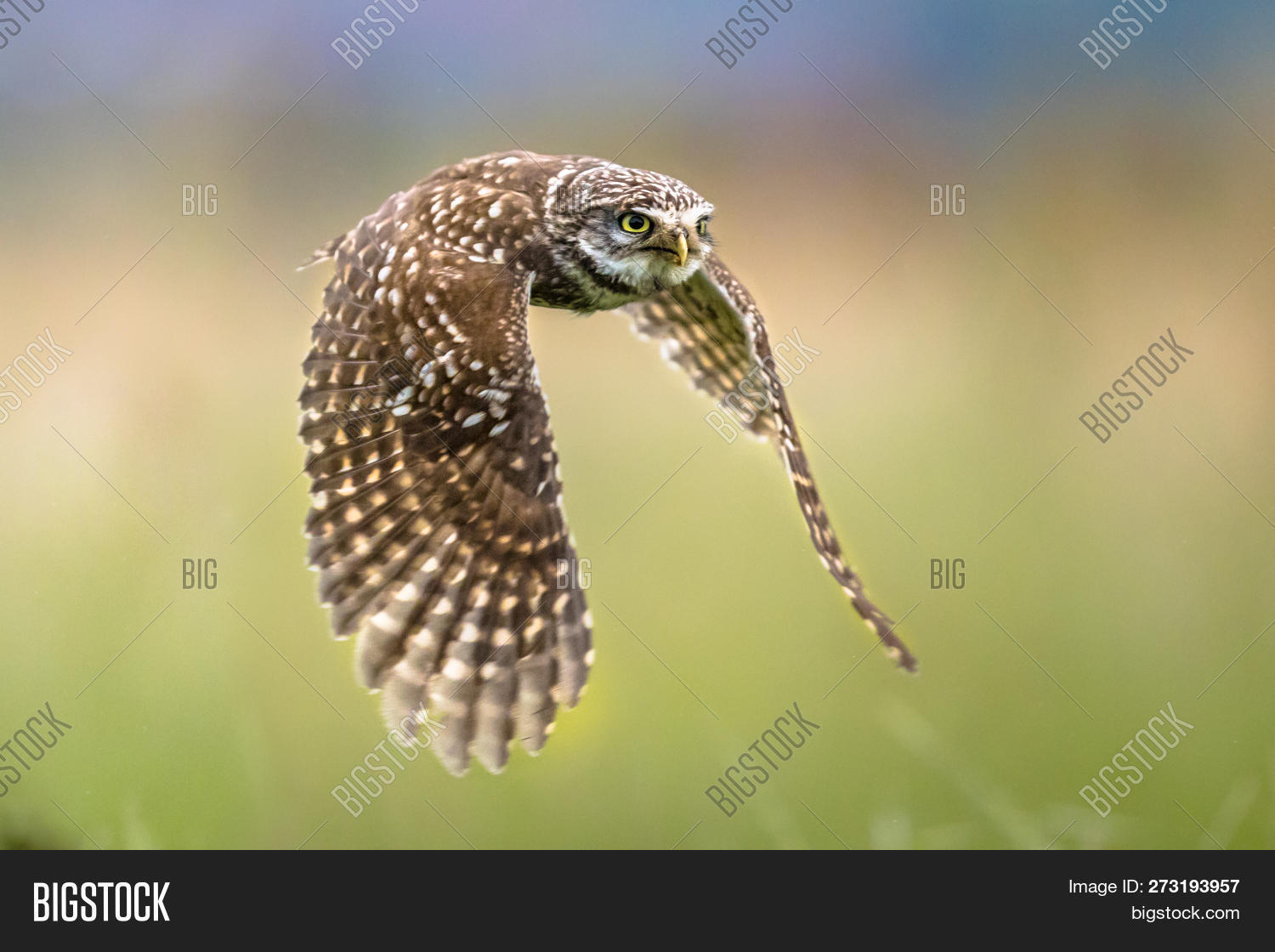 Little Owl (athene Image & Photo (Free Trial) | Bigstock