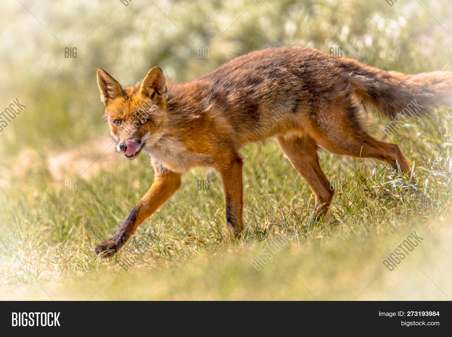 Imagen y foto Red Fox Walking (prueba gratis) | Bigstock